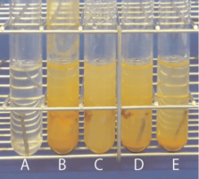 マクロビオティック酵素の特徴 / 人は自然と調和することによって、健康に生きていけるー。 これがマクロビオティック酵素誕生の基本的理念です。